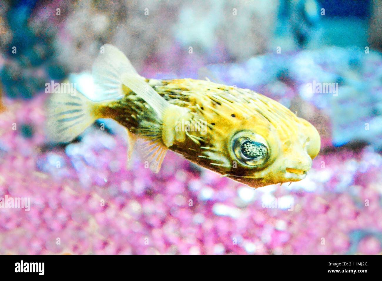 Yellow, round puffer fish swimming Stock Photo - Alamy
