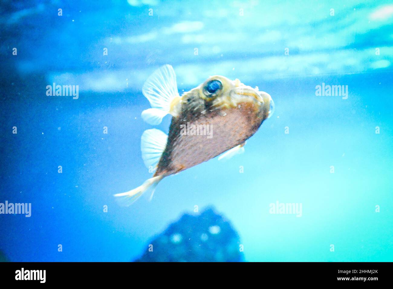 Yellow, round puffer fish swimming Stock Photo - Alamy