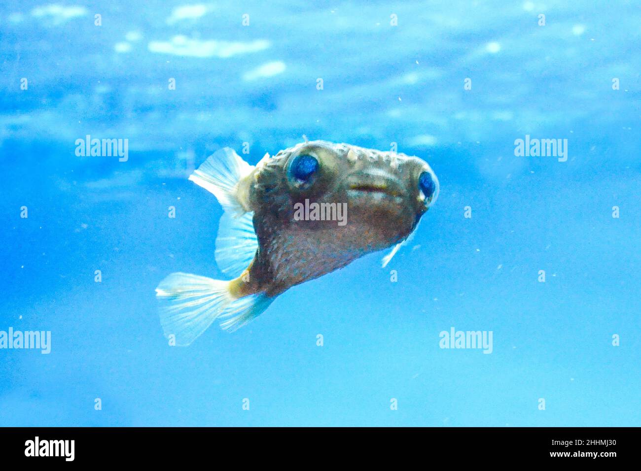 Yellow, round puffer fish swimming Stock Photo - Alamy