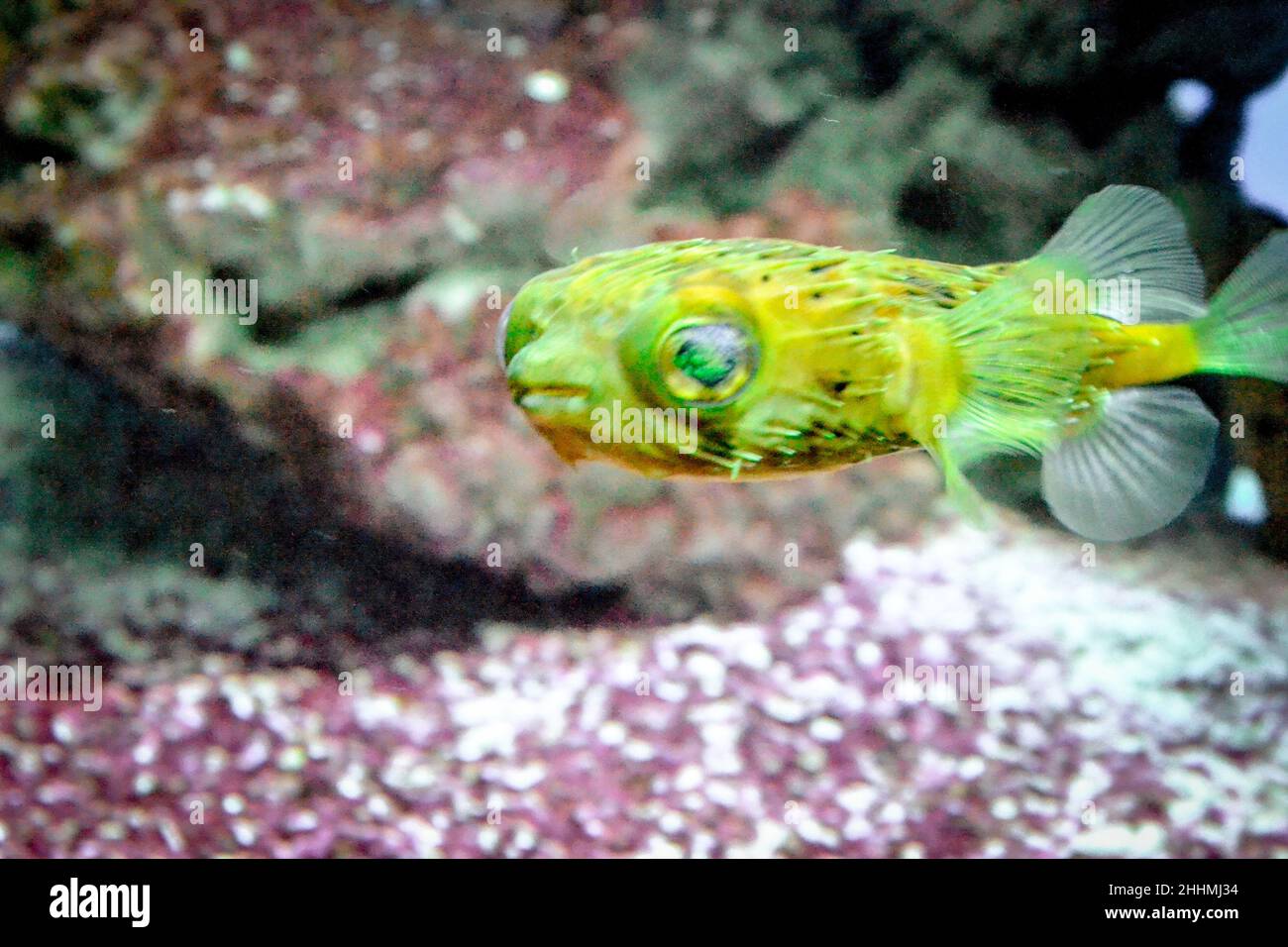 Yellow, round puffer fish swimming Stock Photo - Alamy