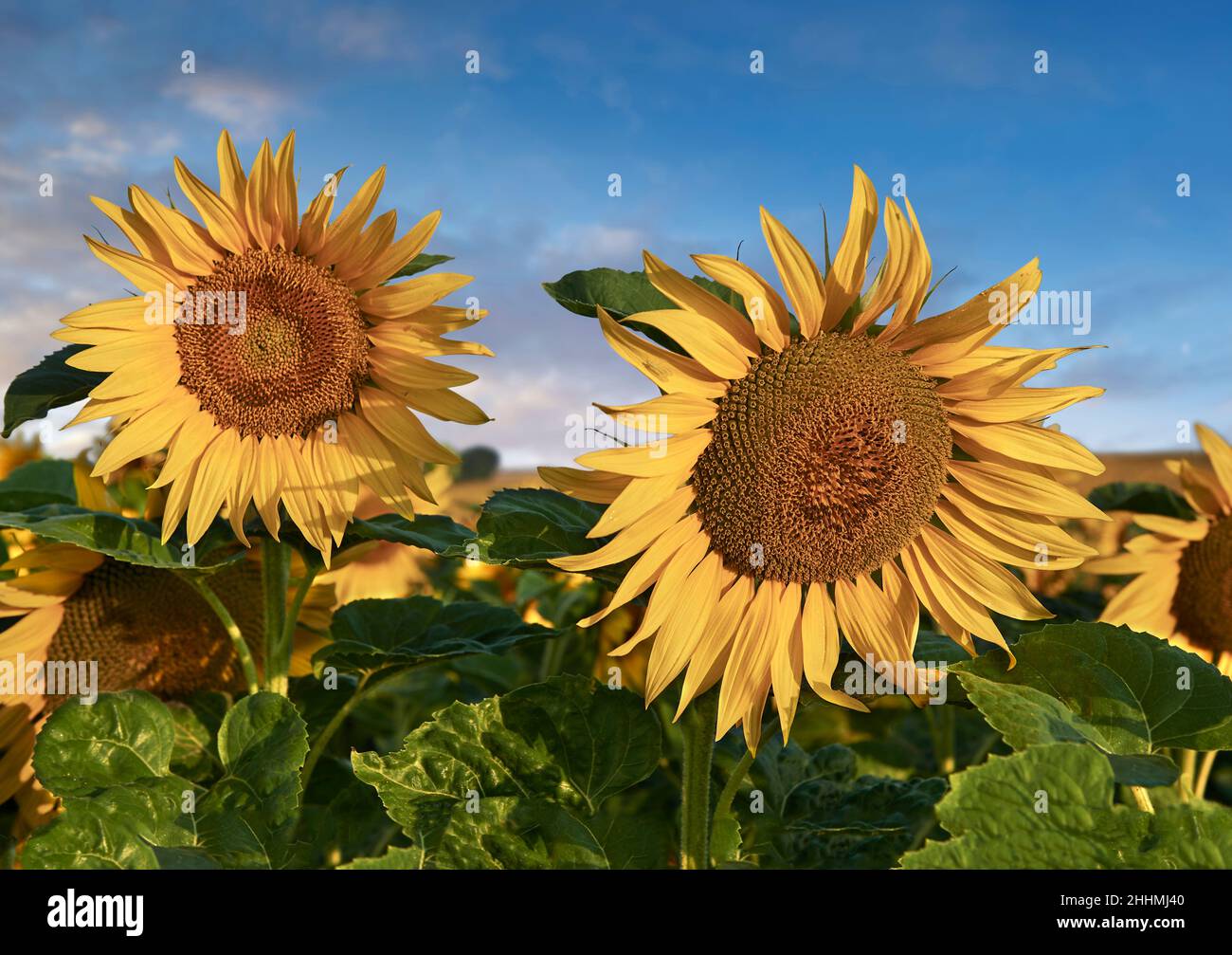 Sunflower heads flowering in a filed of sunflowers in early moring sun ...