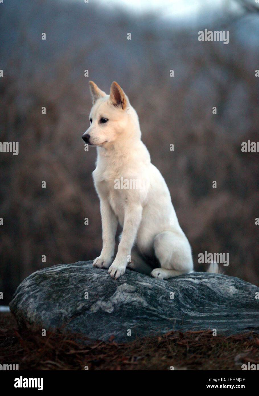 At What Age Is A Jindo Full Grown