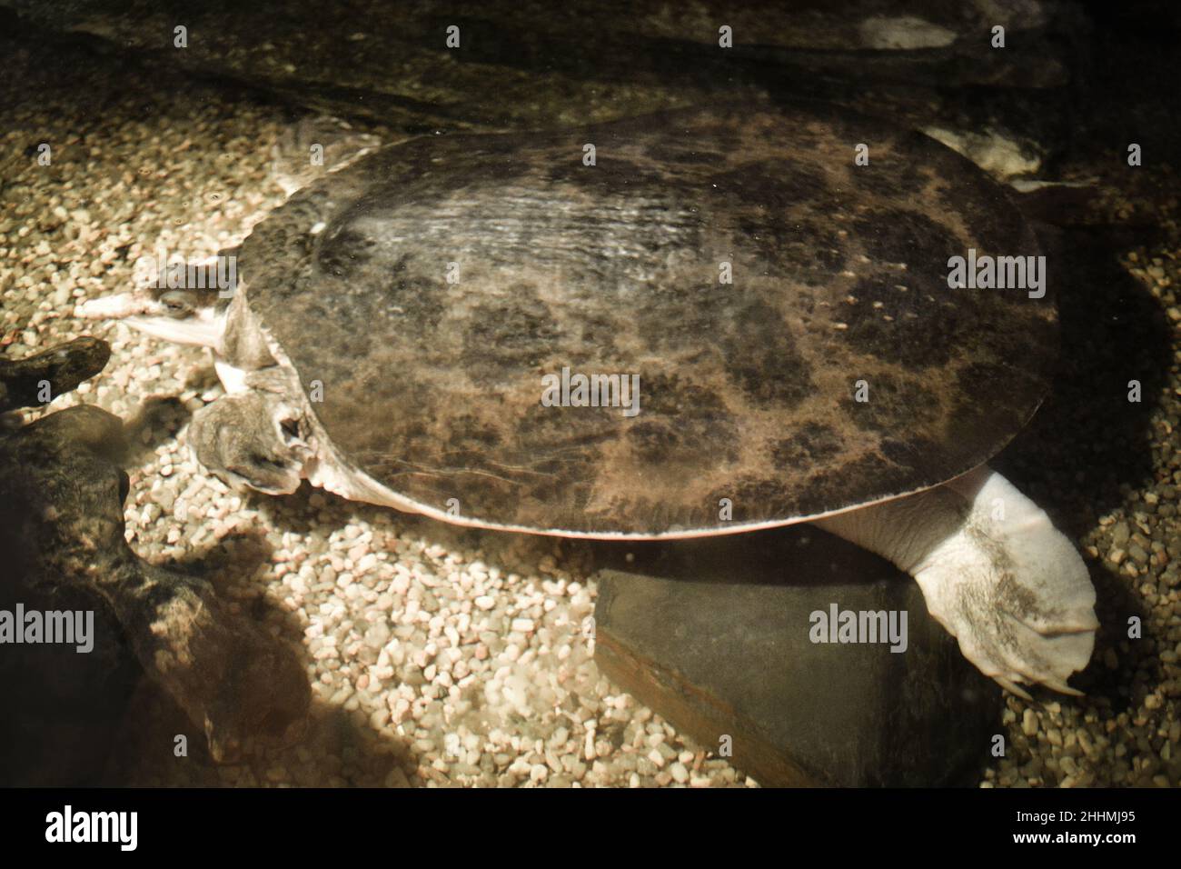 Turtle shell top view hi-res stock photography and images - Alamy