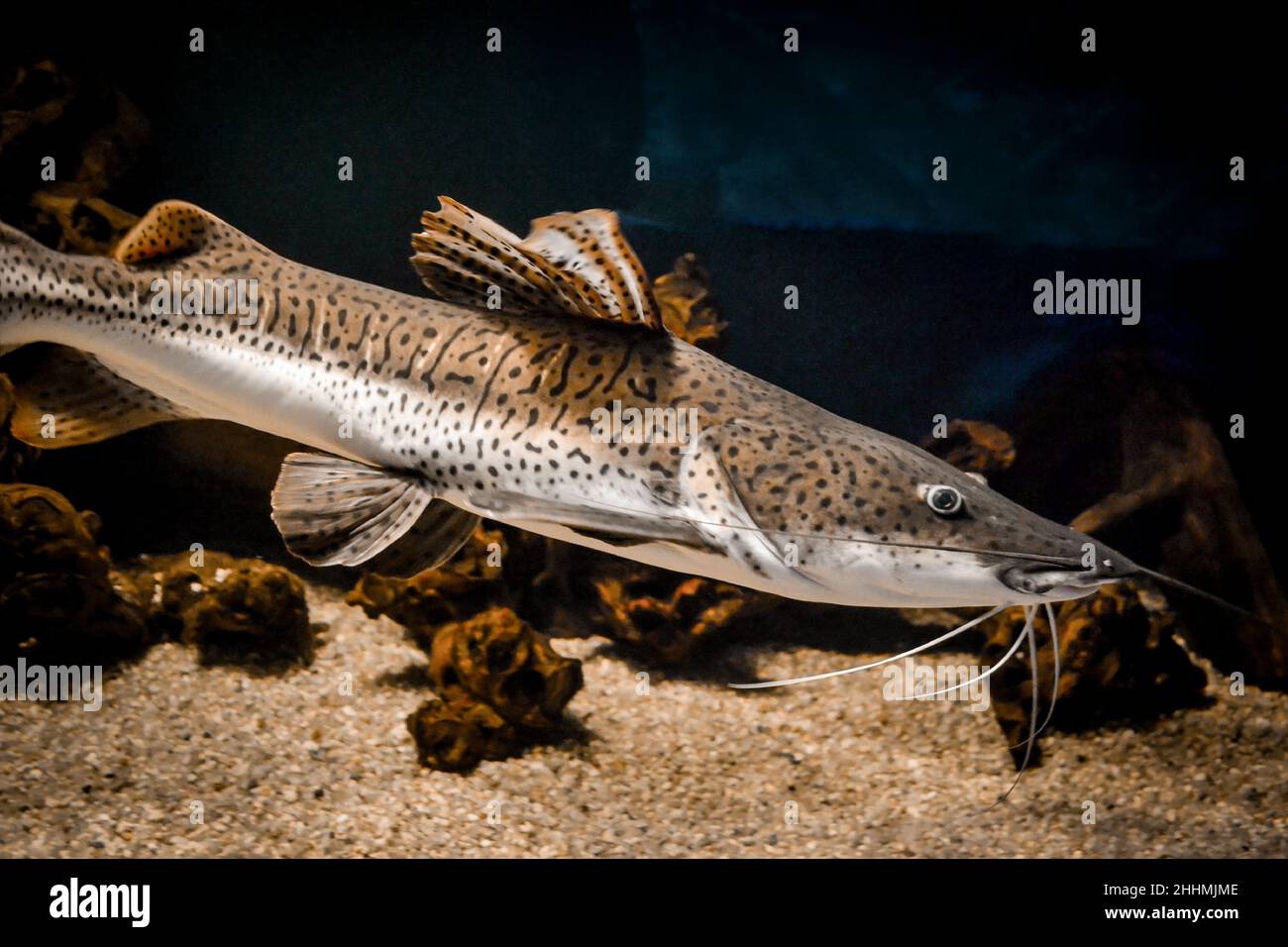 Brown catfish aquarium hi-res stock photography and images - Alamy