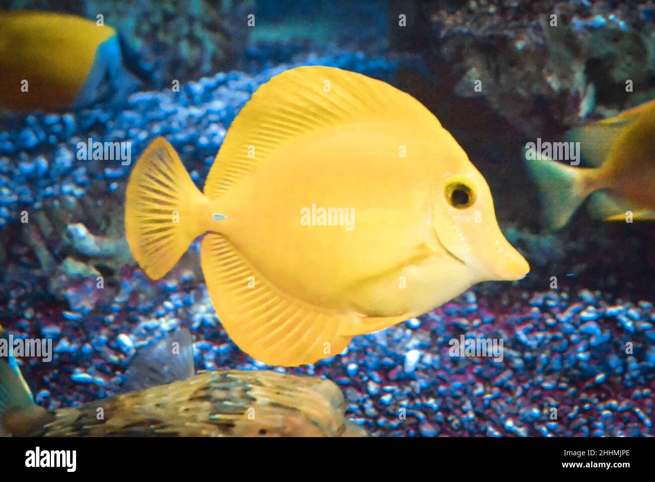 Yellow tang fish swimming in aquarium Stock Photo - Alamy