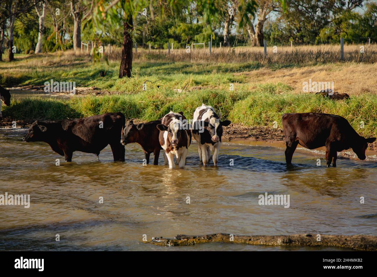 Cows water grass hi-res stock photography and images - Alamy