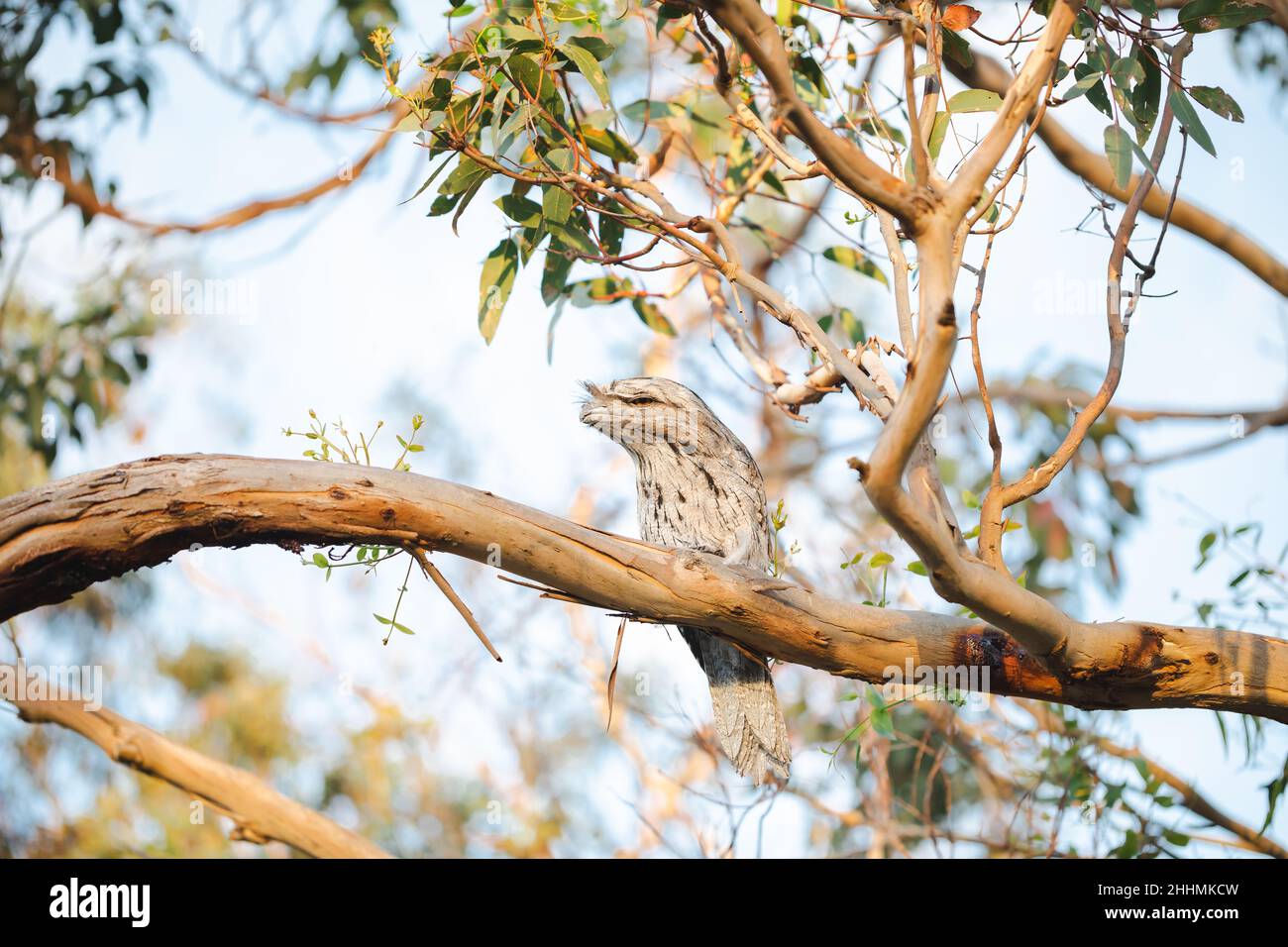 Closeup of the tawny frogmouth, Podargus strigoides Stock Photo - Alamy