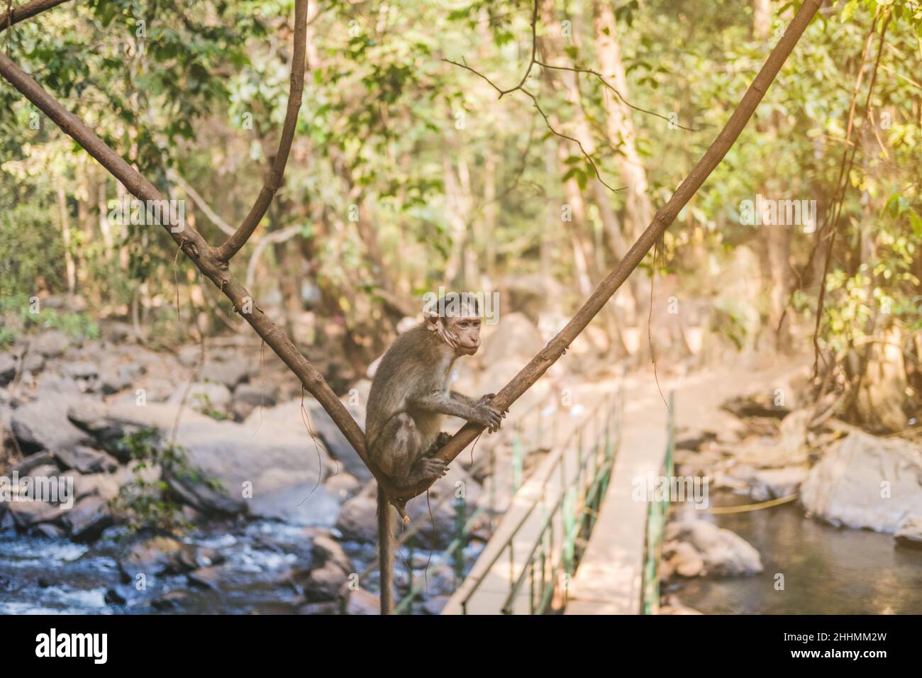 Monkey hanging on liana in hi-res stock photography and images - Alamy