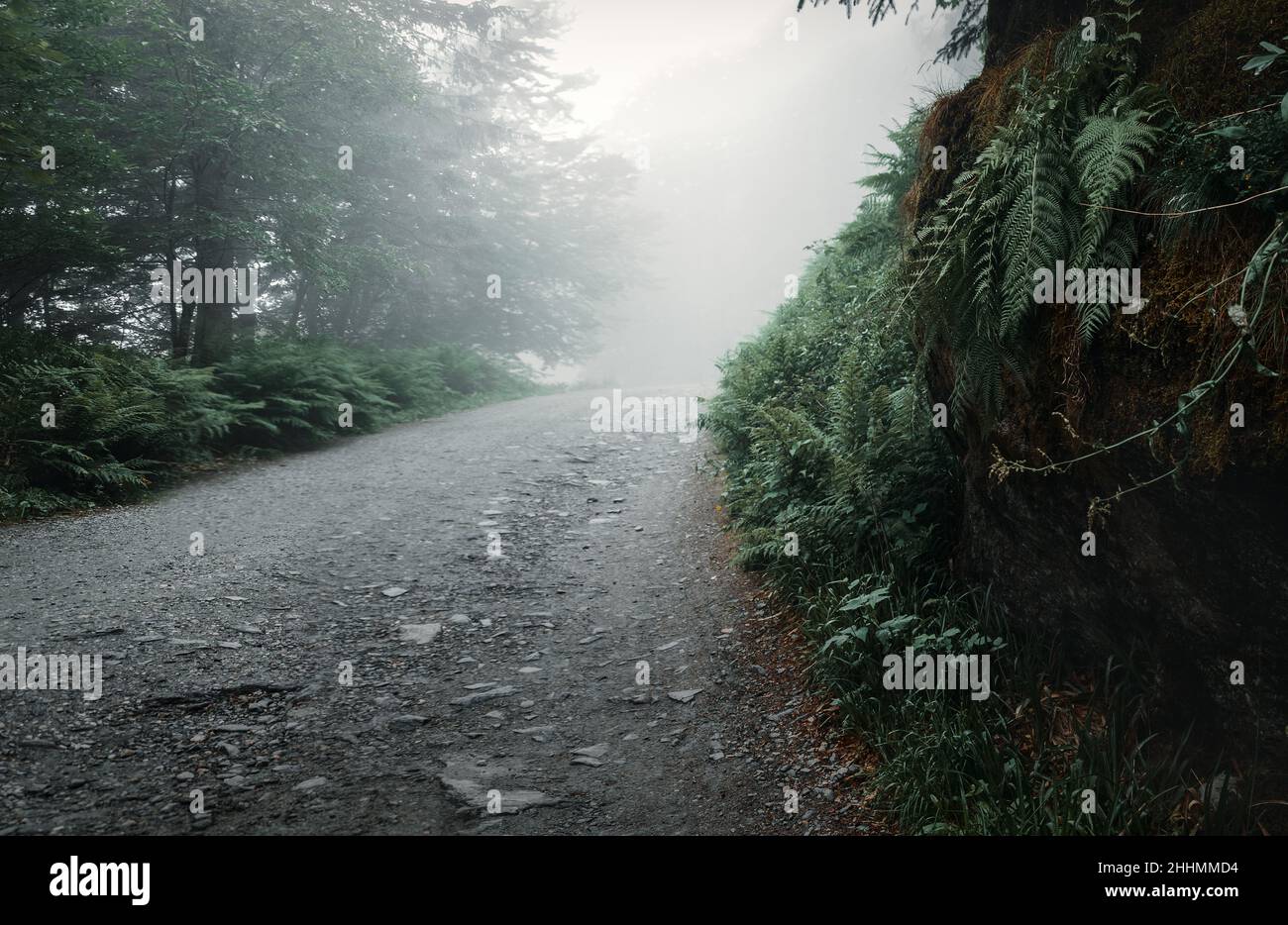 fern-covered path in the mist Stock Photo - Alamy