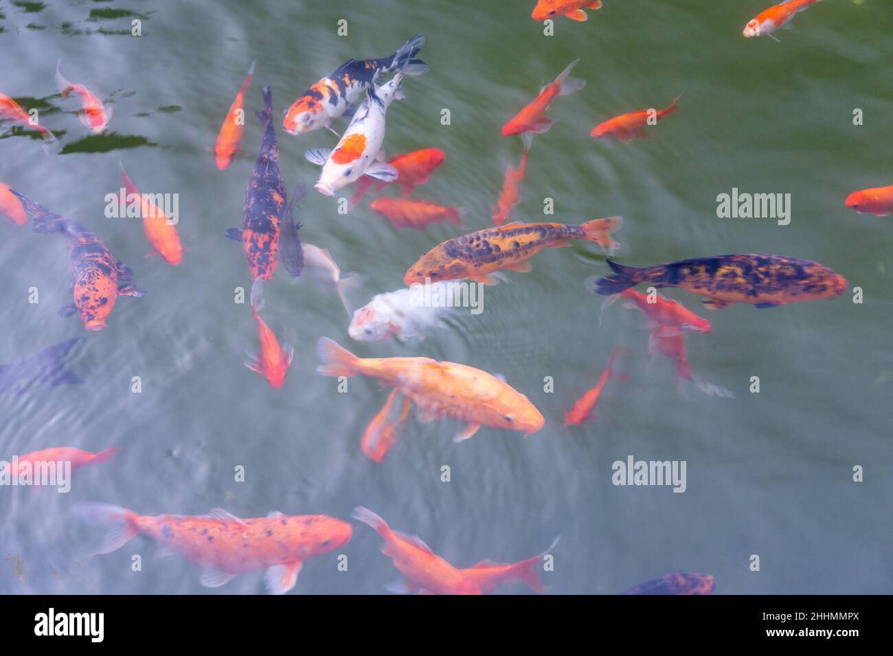 Colorful fishes in pond water Stock Photo - Alamy