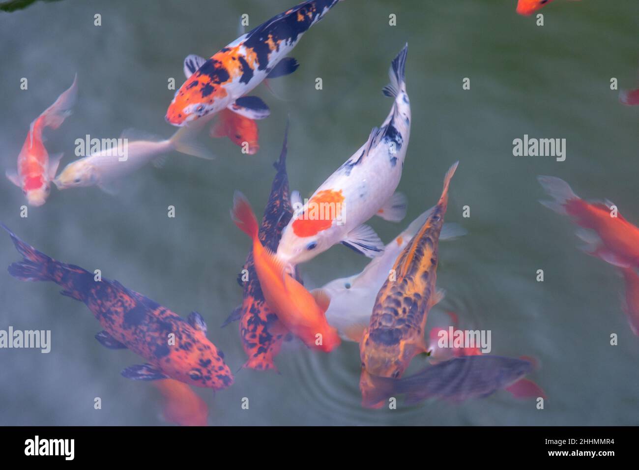 Colorful fishes in pond water Stock Photo - Alamy