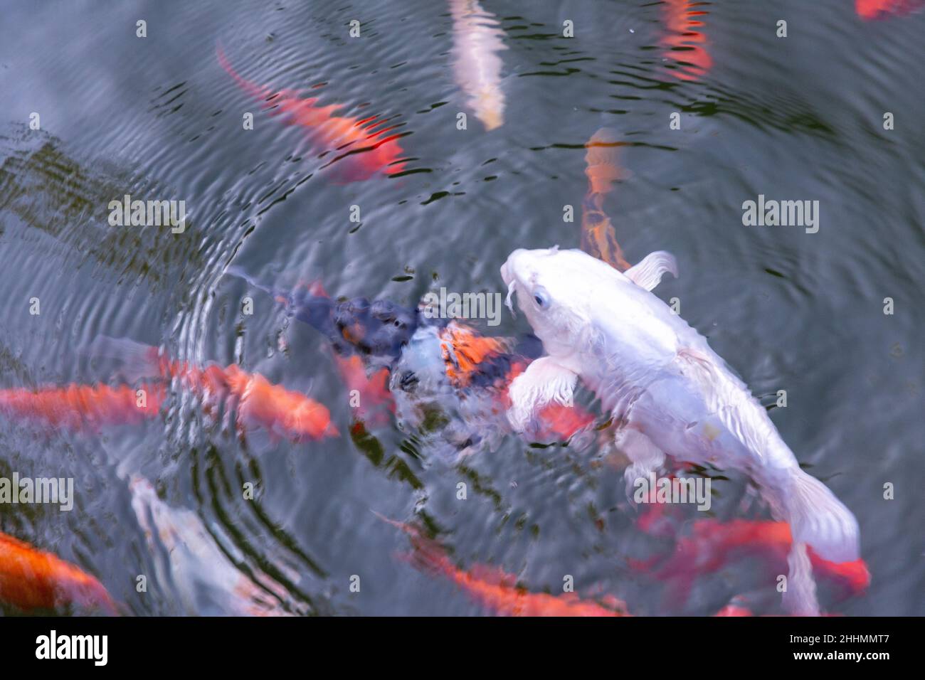 Colorful fishes in pond water Stock Photo - Alamy