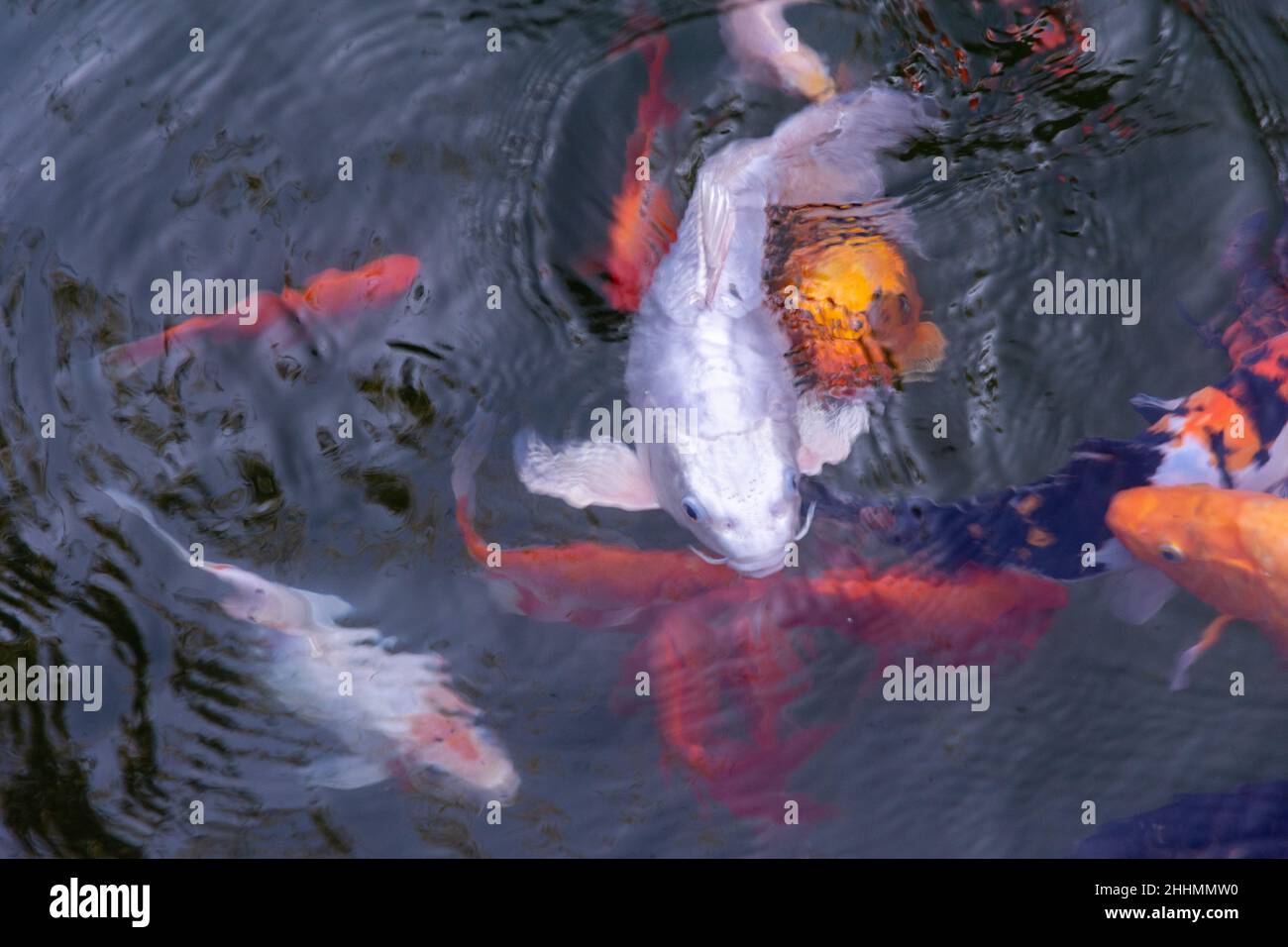 Colorful fishes in pond water Stock Photo - Alamy