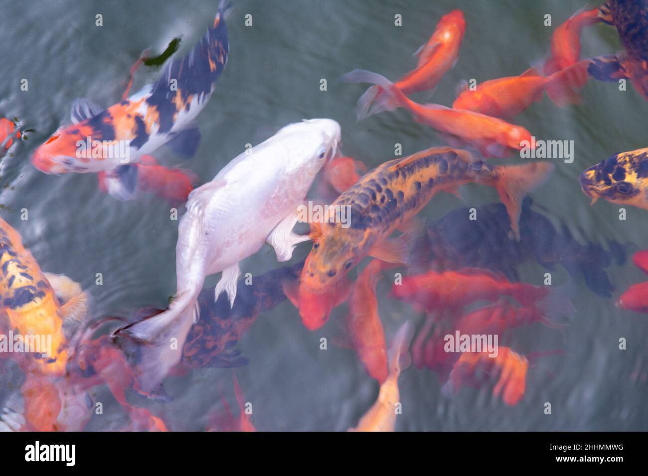 Pond color fishes japan hi-res stock photography and images - Alamy