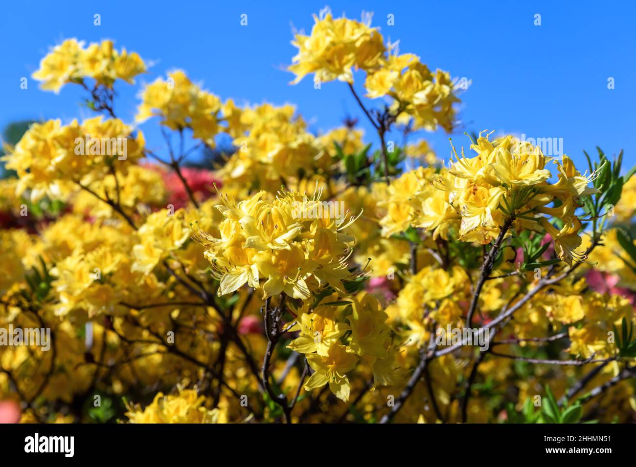 Yellow rhododendrons. Floral background with rhododendrons. Bush of ...