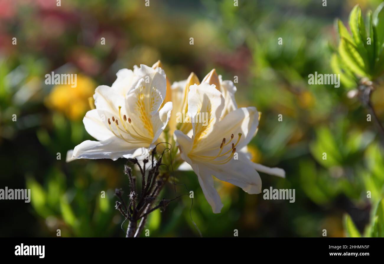White rhododendrons. Floral background with rhododendrons. Bush of ...