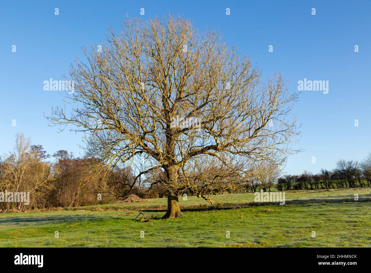 Leafless ash tree, Fraxinus excelsior, in winter standing alone in ...