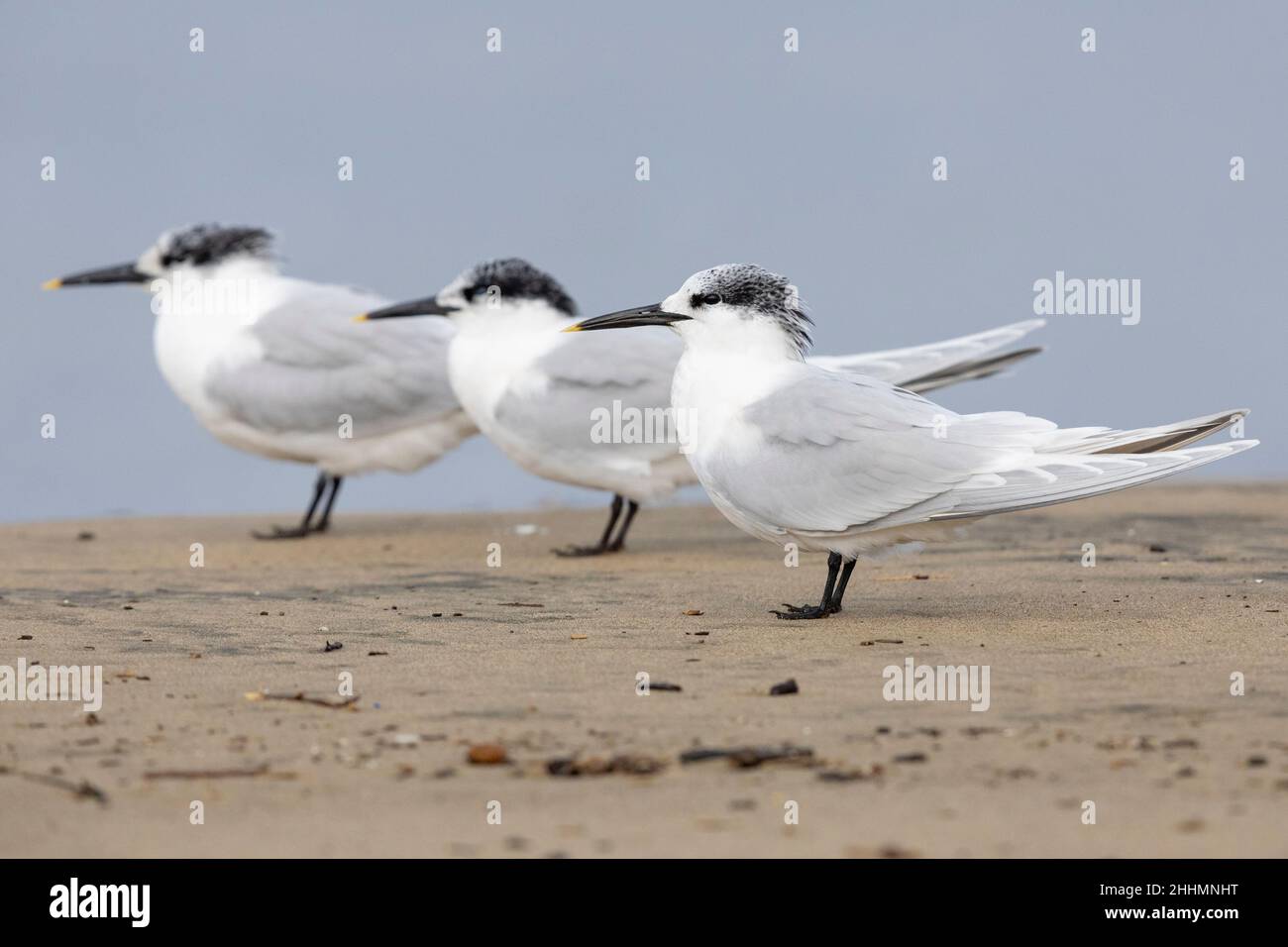 Sandwich Tern (Thalasseus sandvicensis), three adults in winter plumage ...
