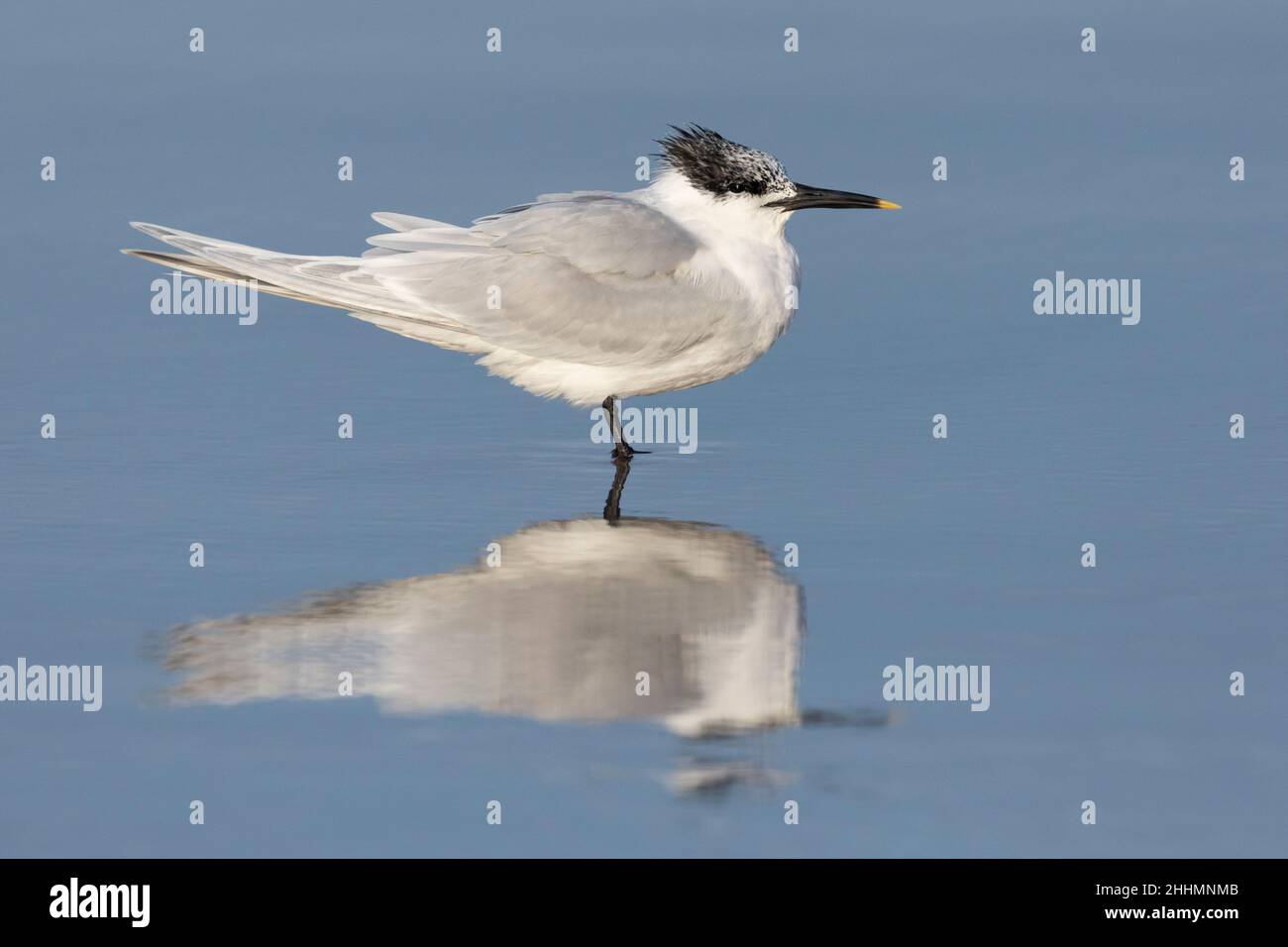 Sandwich Tern (Thalasseus sandvicensis), side view of an adult in ...