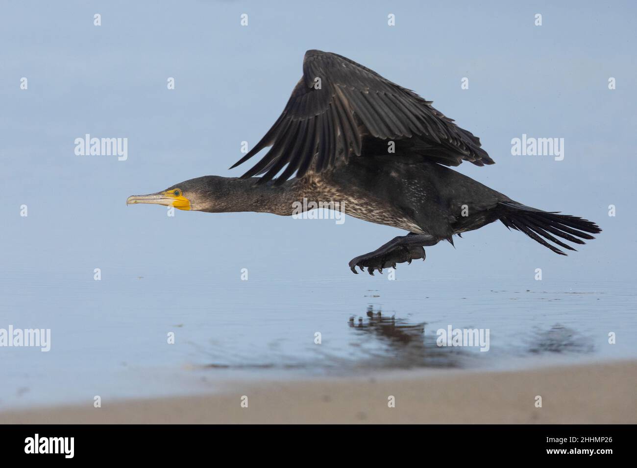 Juvenile great cormorant hi-res stock photography and images - Alamy
