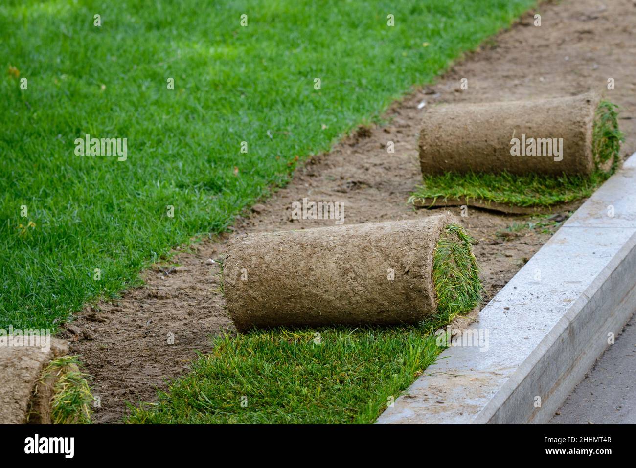 Restoration of a lawn covering with the help of a rolled lawn. Real ...