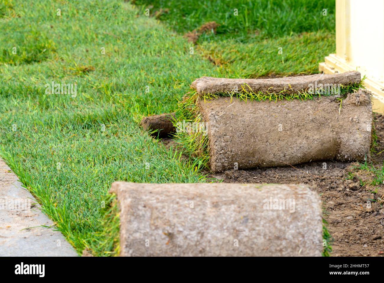 Restoration of a lawn covering with the help of a rolled lawn. Real ...