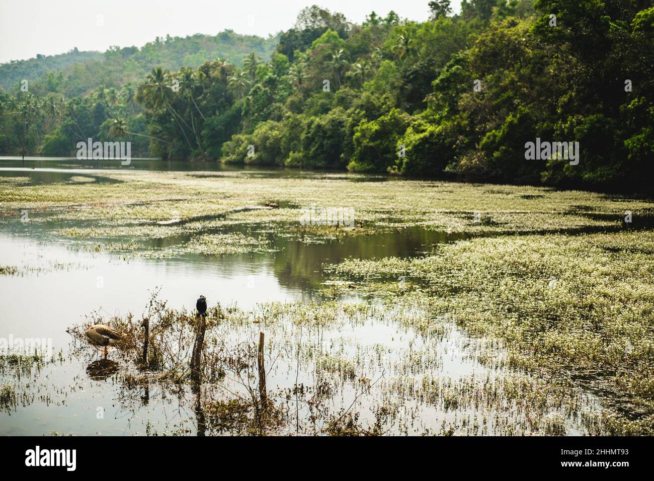 Grey goose swimming in the lake next to palms and trees Stock Photo - Alamy