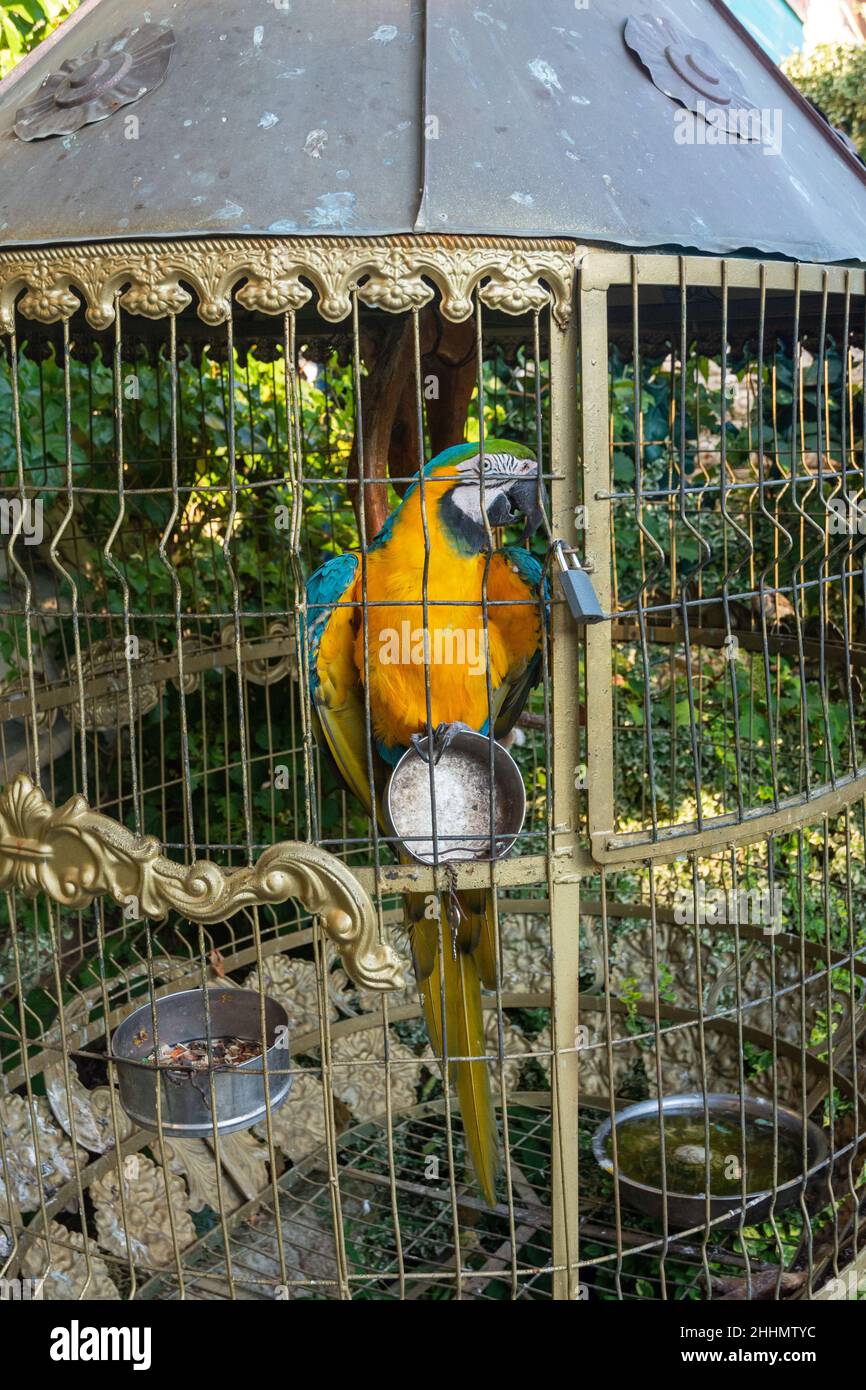 Birds cage brazil hi-res stock photography and images - Alamy