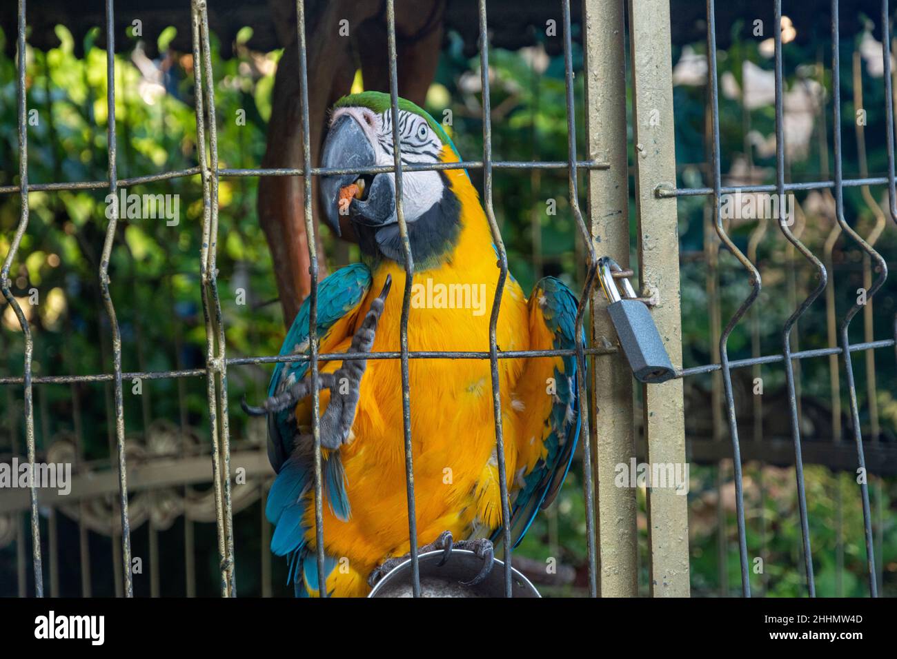 A parrot in a cage Stock Photo - Alamy