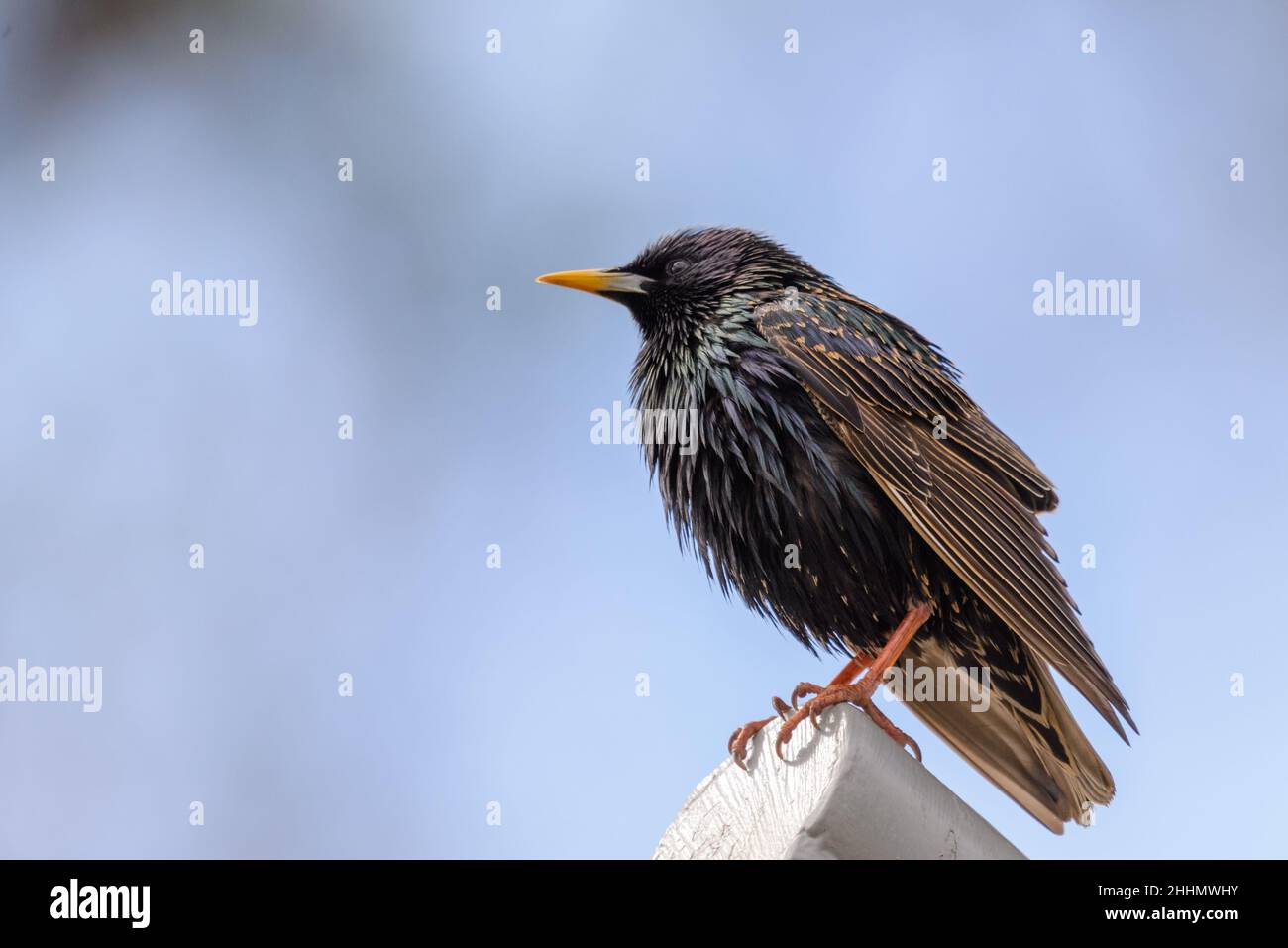 Common starling male on a white log in park Stock Photo - Alamy