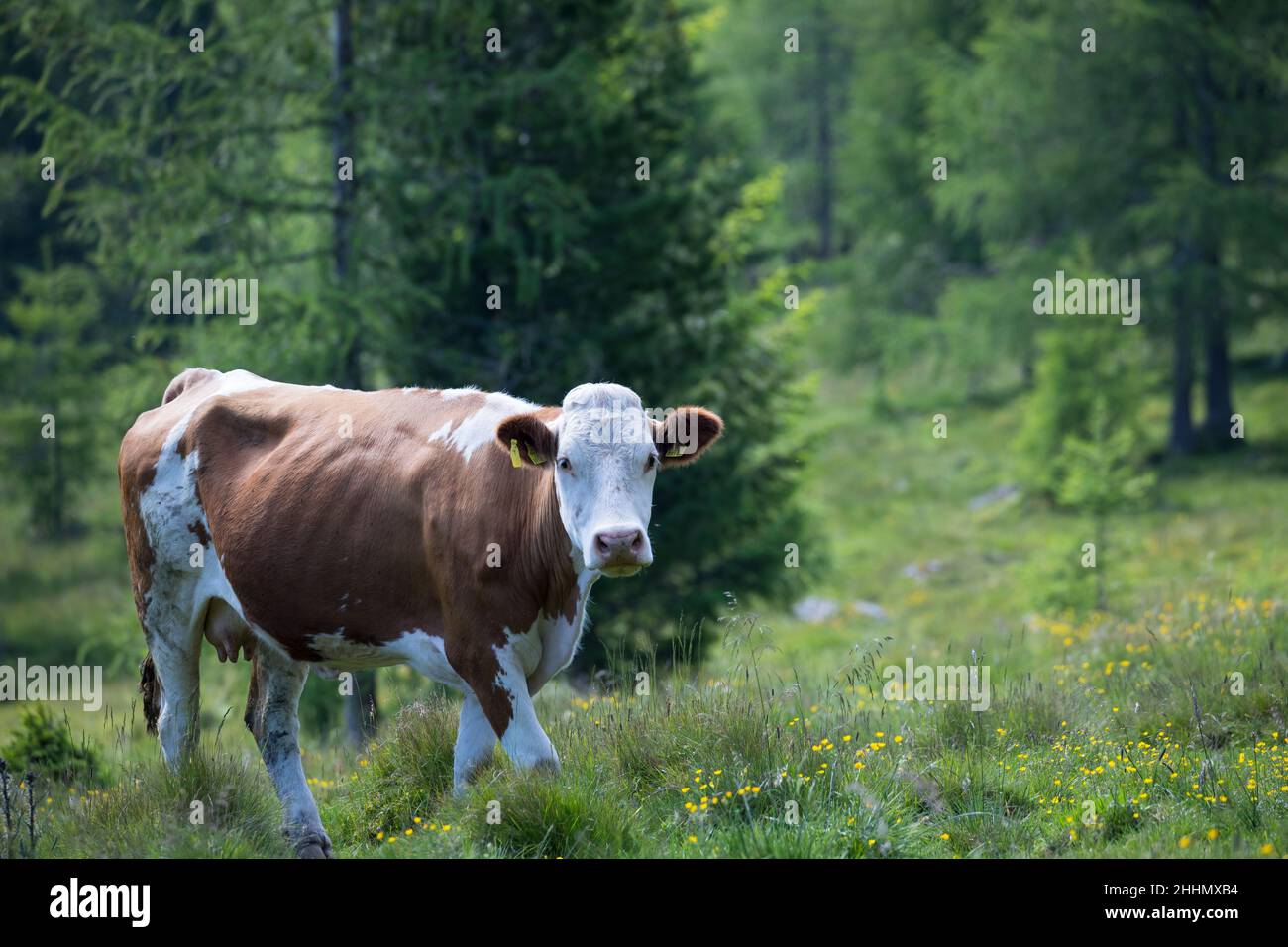 Kuh, Rind auf der Alm, Almwiese, Bergwald, Alpen, Beweidung ...