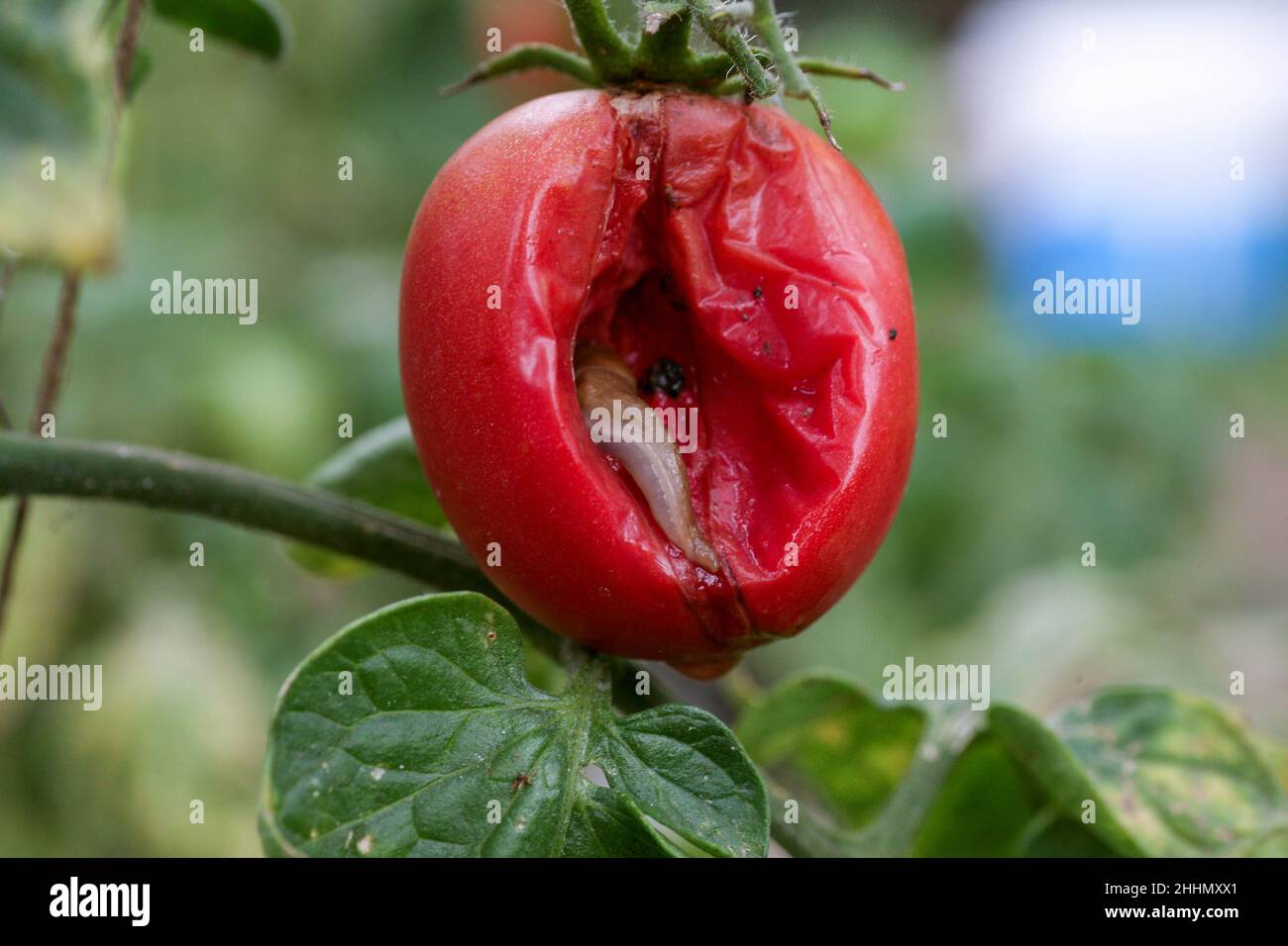 Slug in a tomato plant hi-res stock photography and images - Alamy