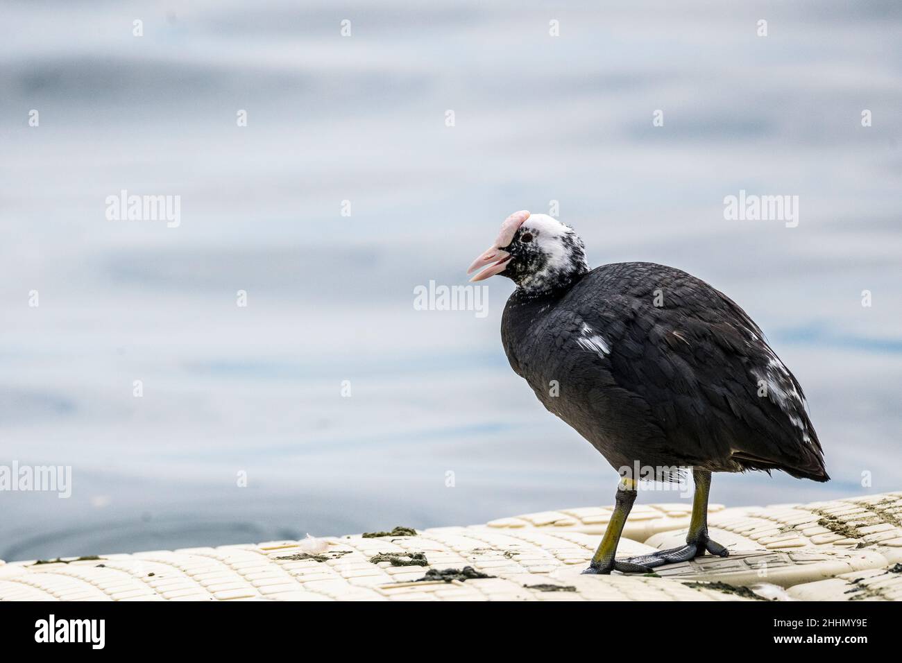 Eurasian coot (Fulica atra) with partial leucism Stock Photo - Alamy