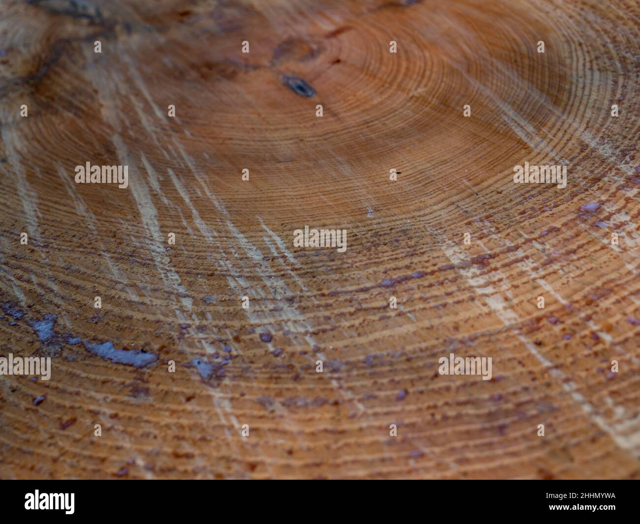 Real tree hi-res stock photography and images - Alamy