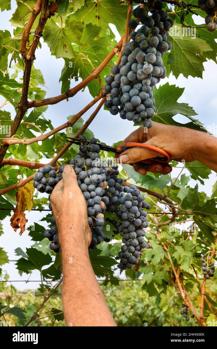 Crop anonymous farmer with sharp scissors cutting ripe black grape ...
