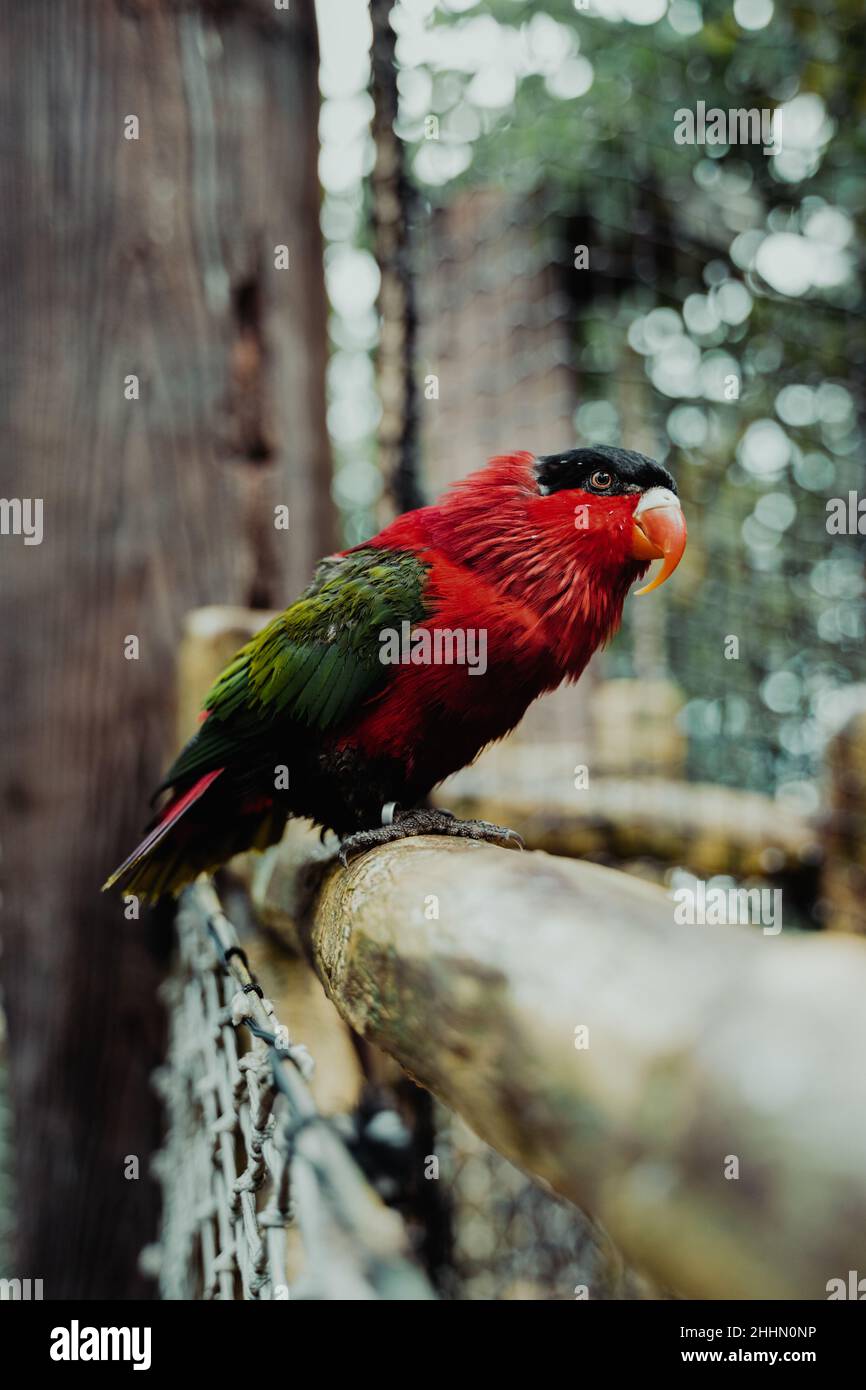 colorful bird with round beak Stock Photo - Alamy