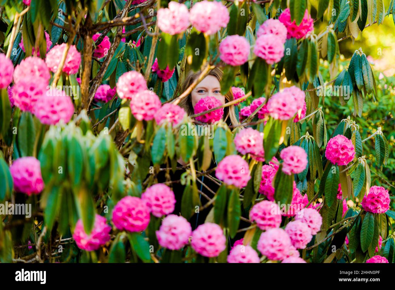 Herbaceous Supervisor Kirsty Wilson inspects an in bloom Pink pom pom ...