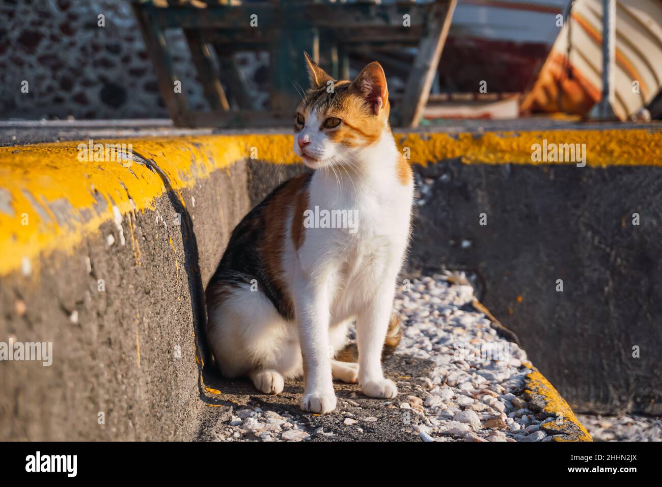cat in freedom sitting on some stairs Stock Photo - Alamy