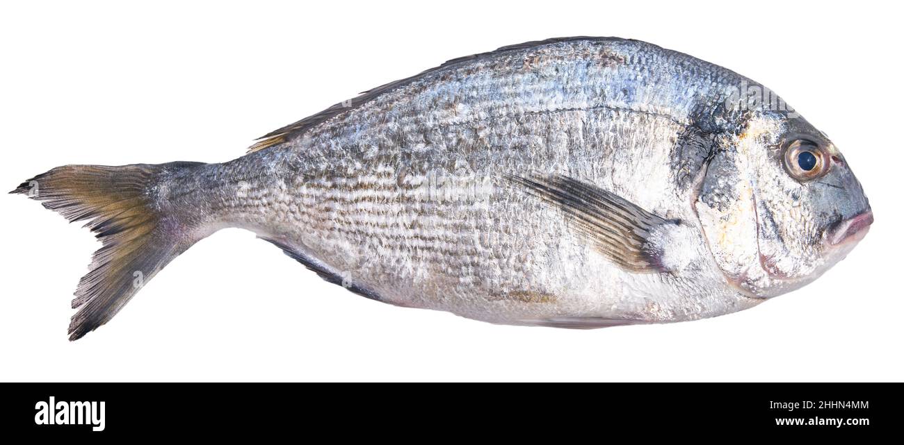 Single uncooked fish over white isolated background Stock Photo - Alamy