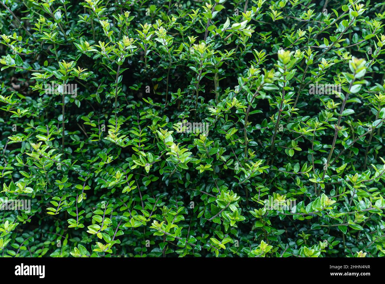Top view of green plants Stock Photo - Alamy