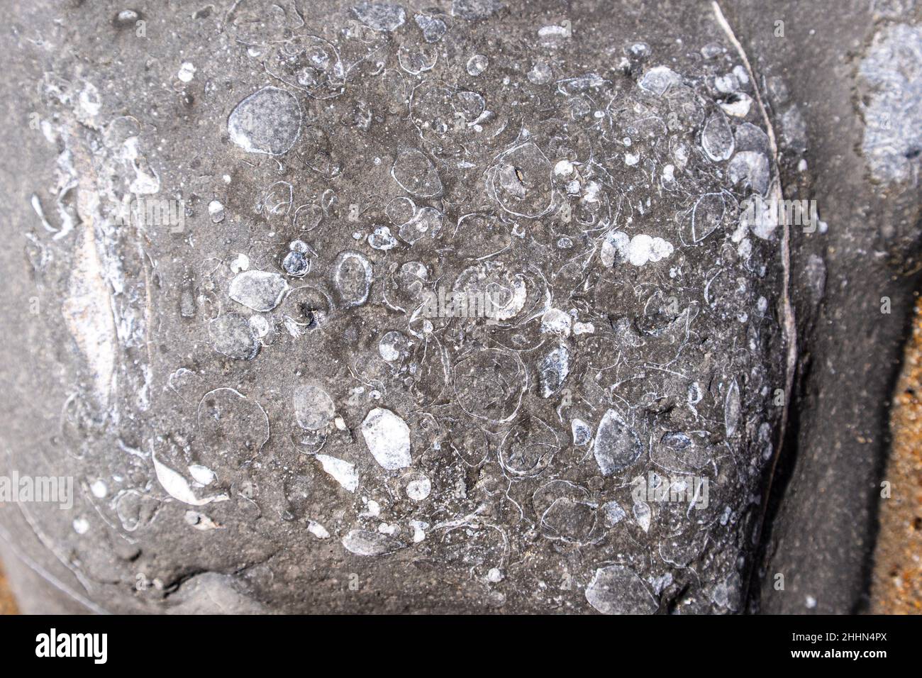 Fossils in stone found on the Jurassic Coast Stock Photo - Alamy