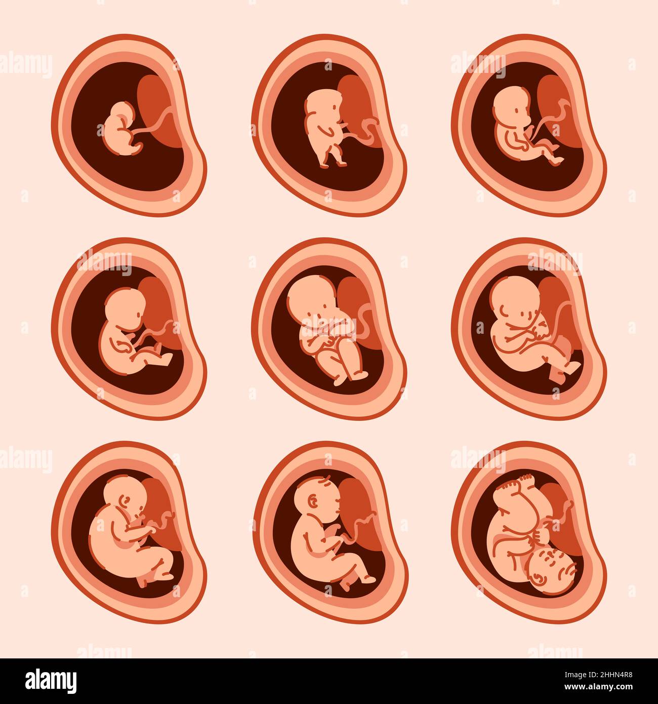 Creative fetal development set Vector illustration Stock Vector Image ...