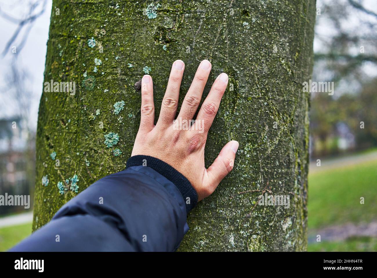 Hand of man touching tree at park Stock Photo - Alamy