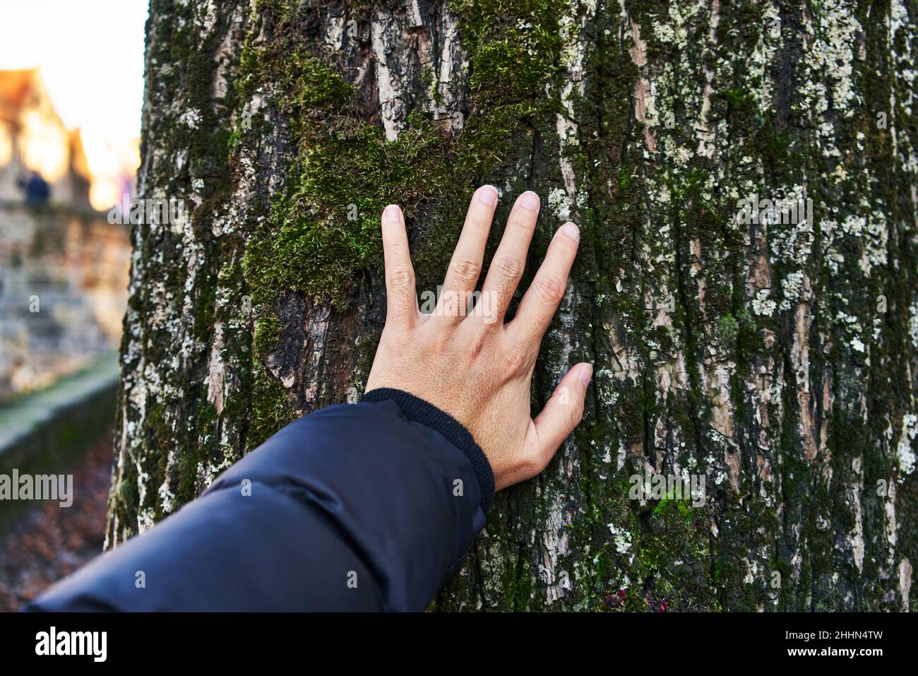 Hand of man touching tree at park Stock Photo - Alamy