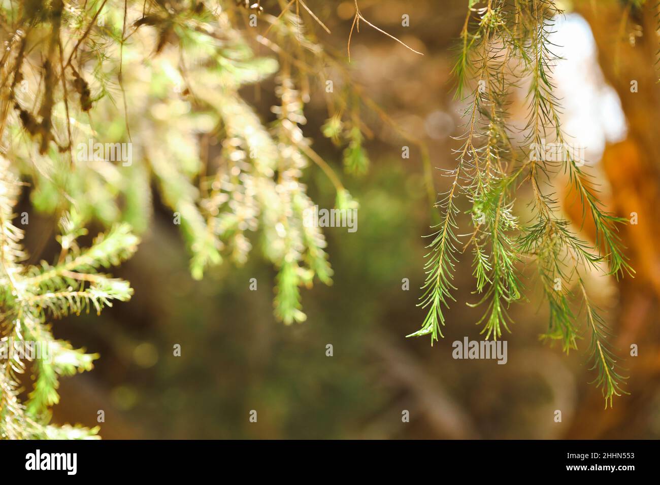 Shallow focus spruce branches hi-res stock photography and images - Alamy