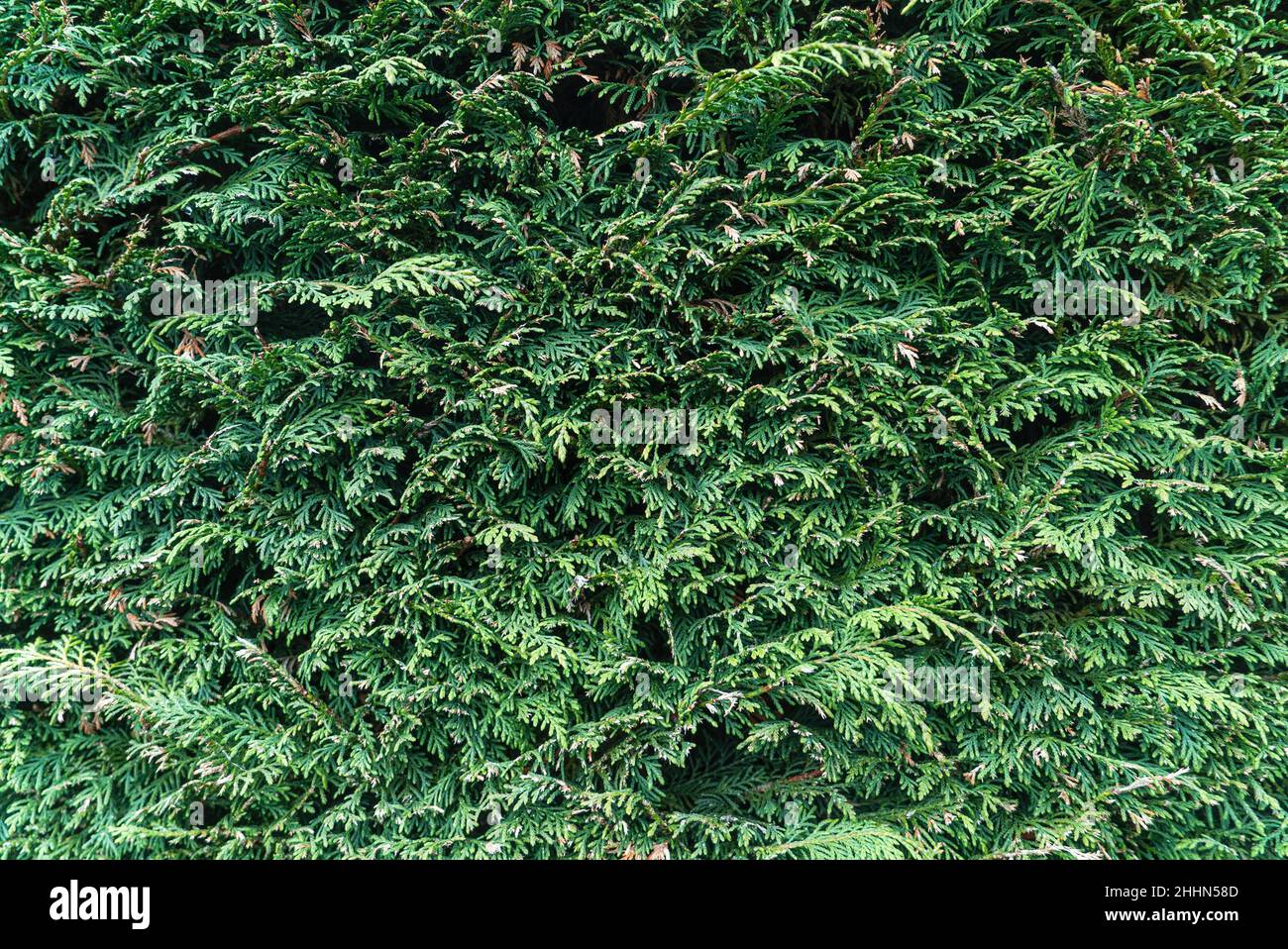 Mossy background hi-res stock photography and images - Alamy
