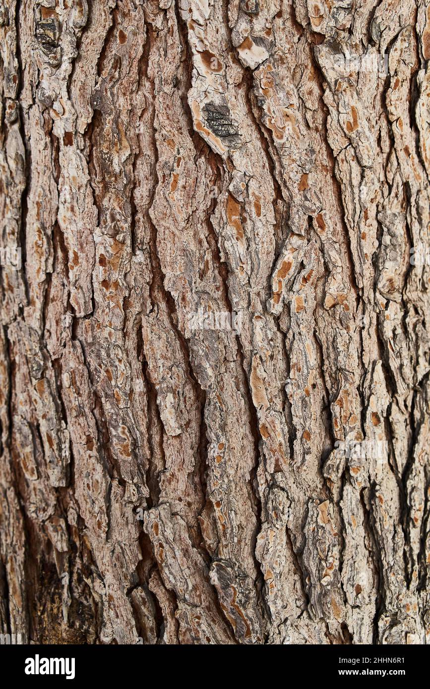 Tree bark texture, natural background Stock Photo - Alamy