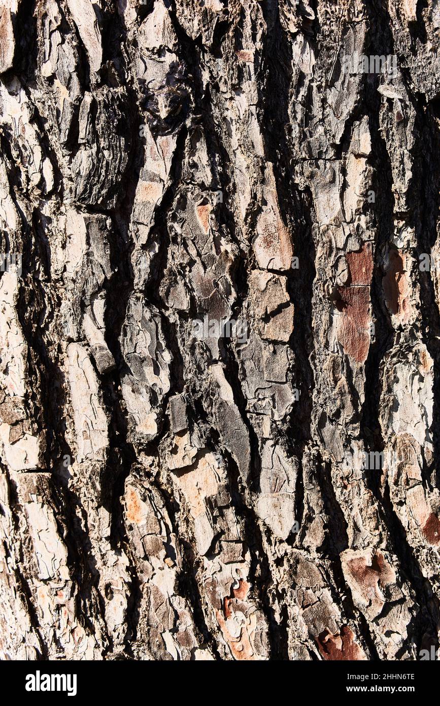 Tree bark texture, natural background Stock Photo - Alamy