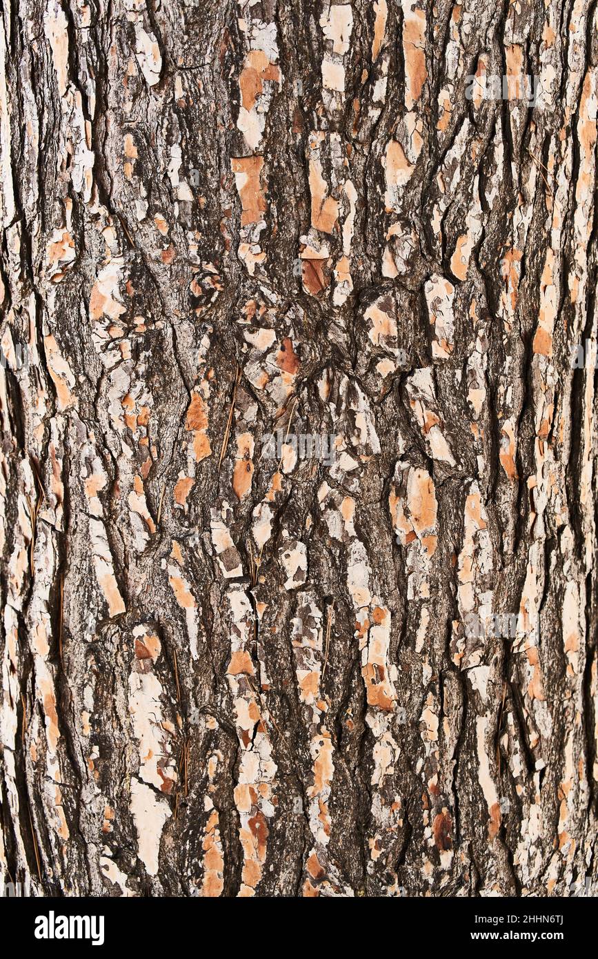 Tree bark texture, natural background Stock Photo - Alamy