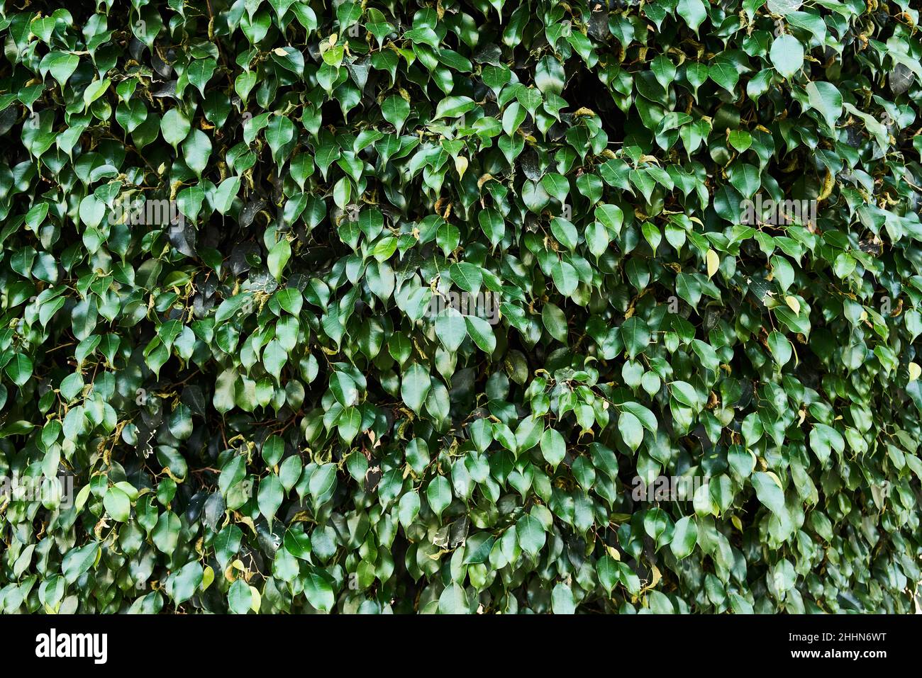 Green plant beautiful natural texture Stock Photo - Alamy